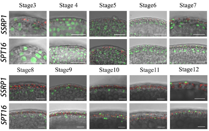 我校生命健康学院教师在国际权威期刊《International Journal of Biological Macromolecules》发表 ...